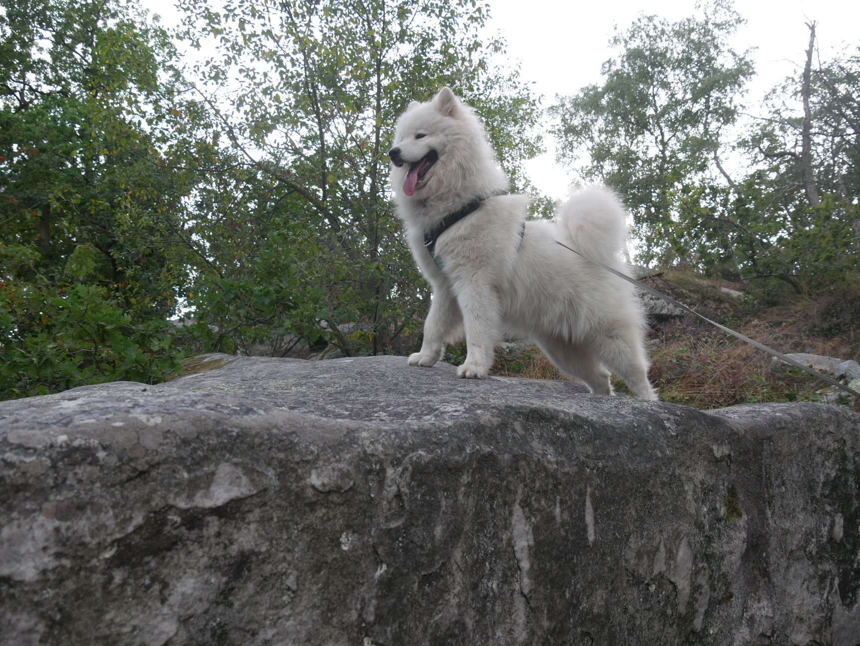 Tournage avec Orion | Société Centrale Canine