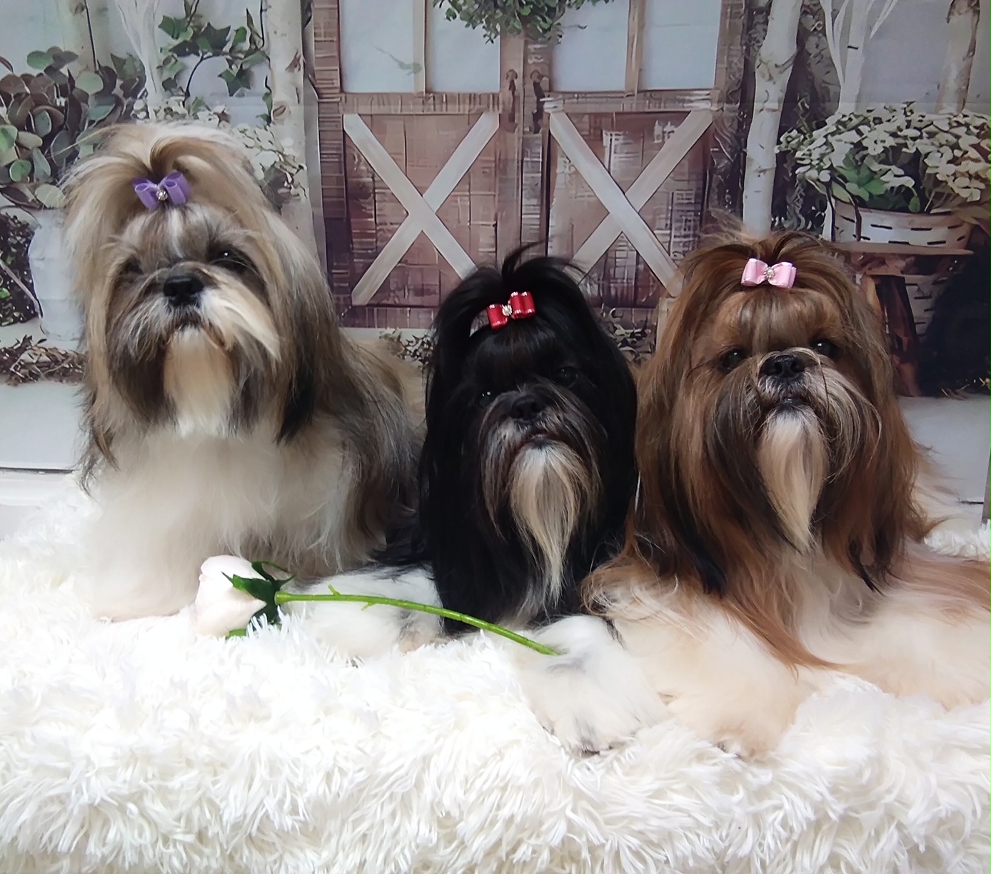 Tests ADN; Détection de tares | DES JARDINS D'EUCALYPTUS