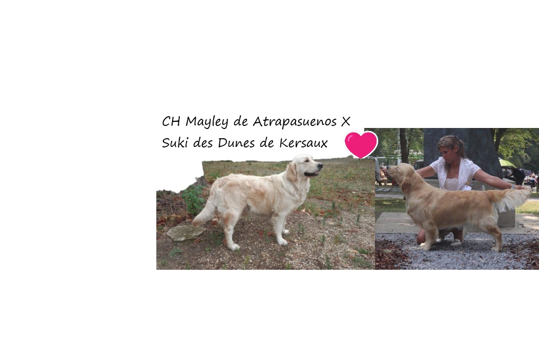 MAYLEY ET SUKI : CHIOTS A NAITRE | Société Centrale Canine