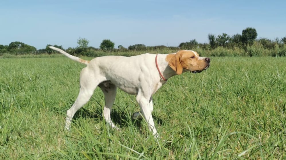 COMMENT FAIRE CONFIRMER MON POINTER | Société Centrale Canine