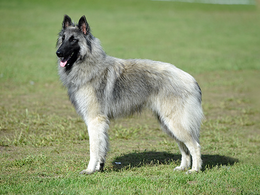 Le berger belge : le standard | Société Centrale Canine