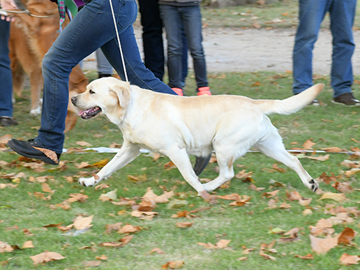 Le labrador : diffusion et actualités | Société Centrale Canine