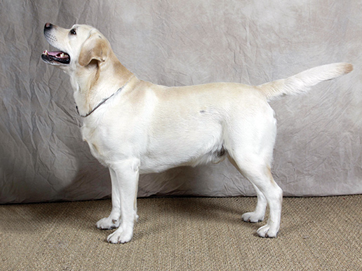 Le labrador : le standard | Société Centrale Canine