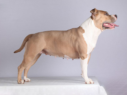 L’american Staffordshire terrier : le standard | Société Centrale Canine