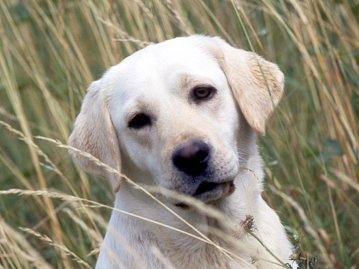 Le labrador : le caractère et la fonctionnalité | Société Centrale Canine