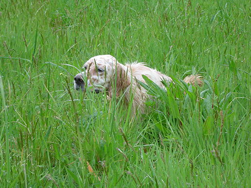 Le setter anglais : le caractère et la fonctionnalité | Société ...