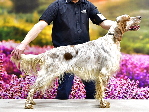 Le setter anglais : le standard | Société Centrale Canine