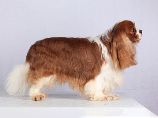 Le cavalier King Charles : le standard | Société Centrale Canine
