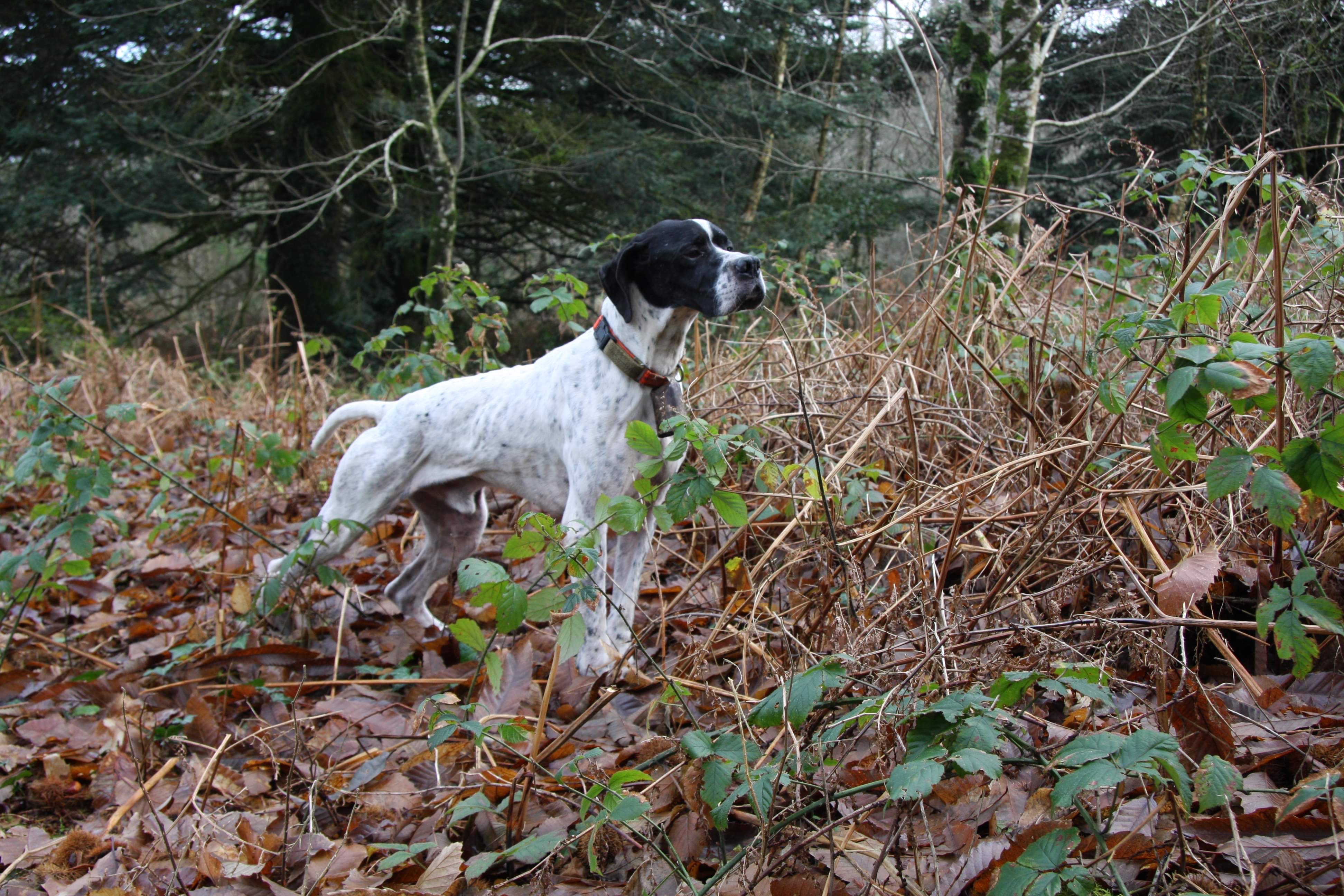 Comment faire confirmer mon pointer | Société Centrale Canine