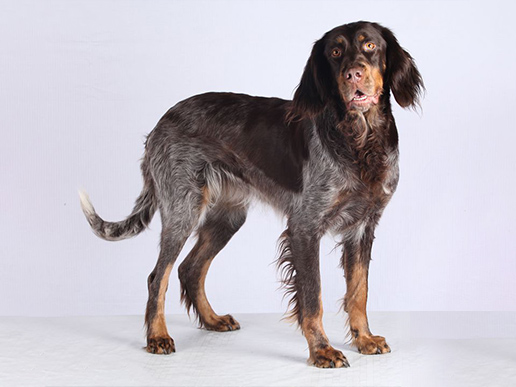 L'épagneul picard : standard et commentaires | Société Centrale Canine