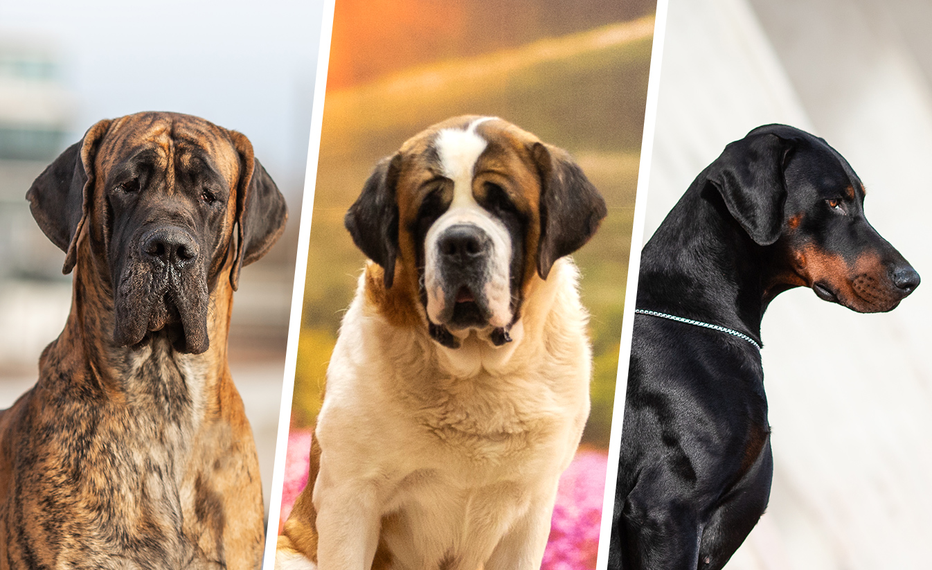 Liste Des Races De Chiens Classement Des Races De Chiens Et De Chats