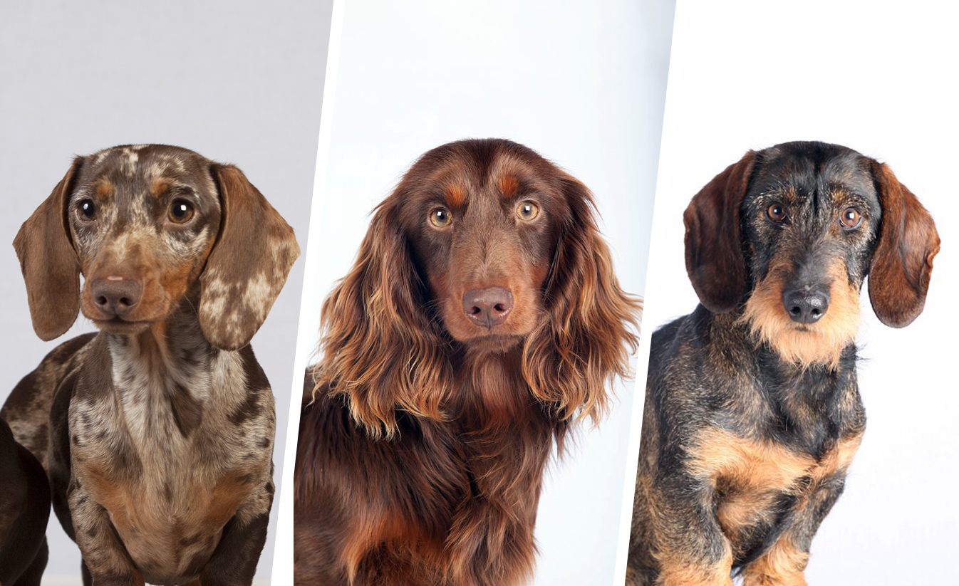 GROUPE 4 : teckels | Société Centrale Canine