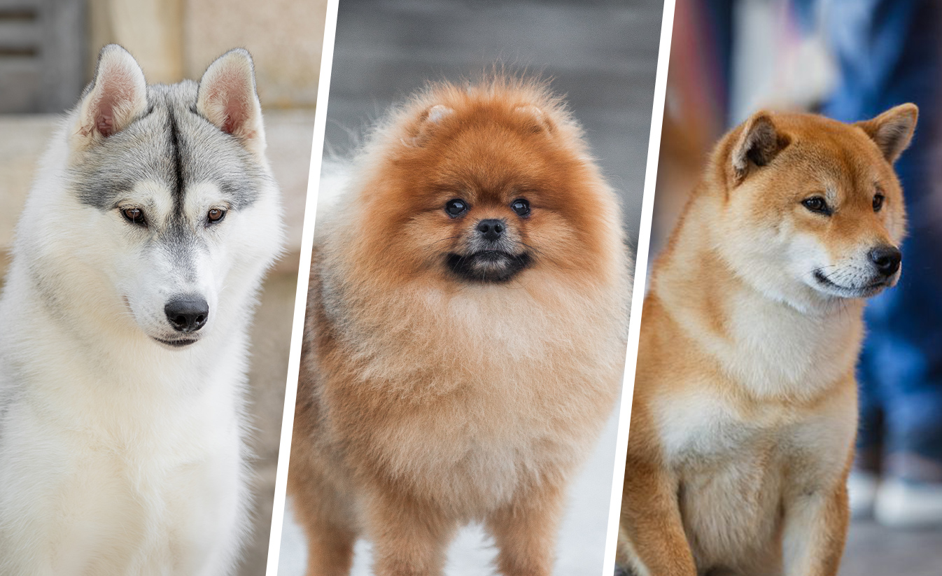 GROUPE 5 : chiens de type spitz et de type primitif | Société Centrale ...