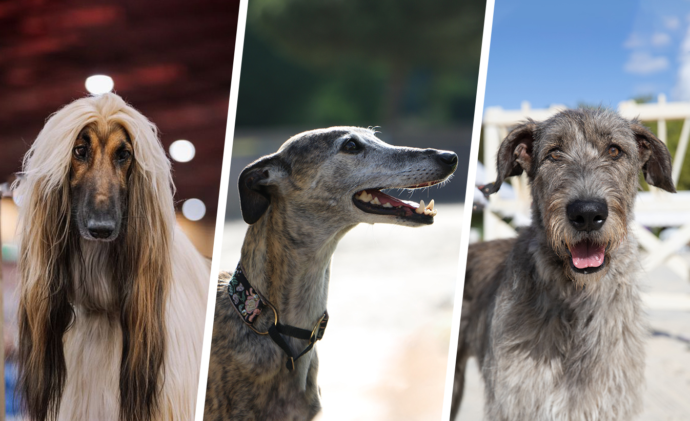 GROUPE 10 : lévriers | Société Centrale Canine