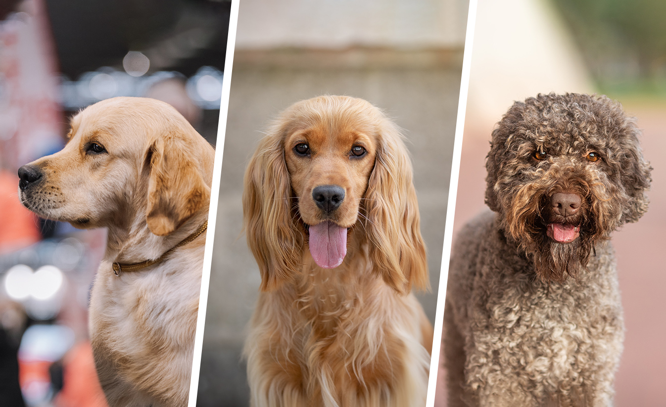 GROUPE 8 : chiens leveurs de gibier, rapporteurs et chiens d’eau ...