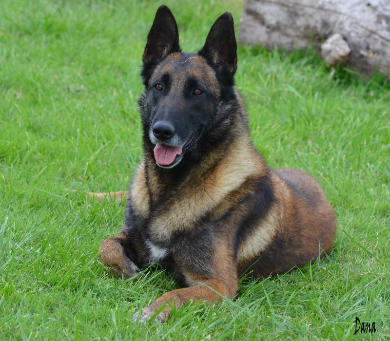 Chien-4716348-250268500150890-DANA | Société Centrale Canine