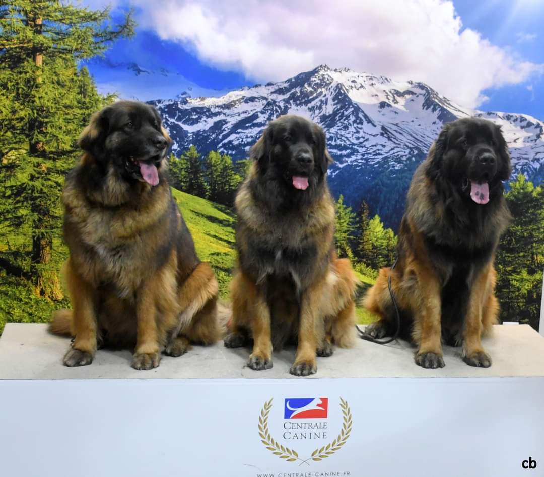 CGA 2023 | Société Centrale Canine