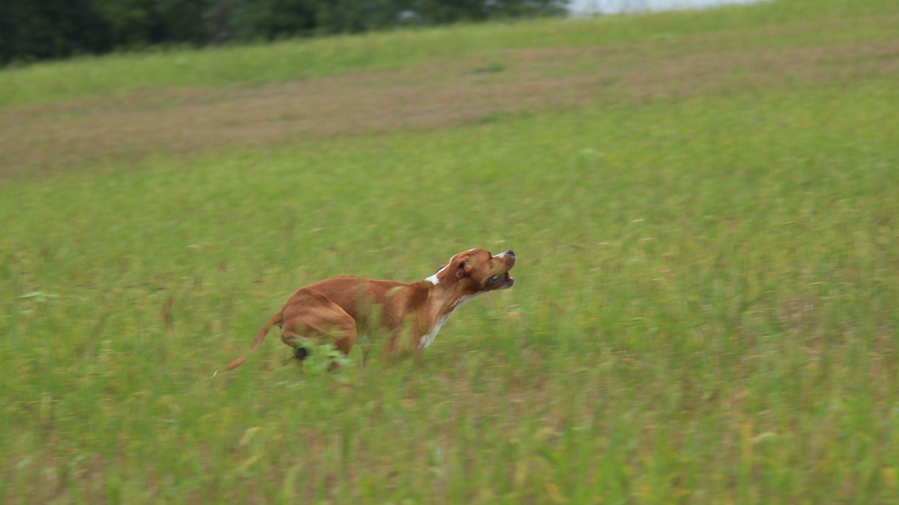 Champion de France de conformité au standard Jeune | Société Centrale ...