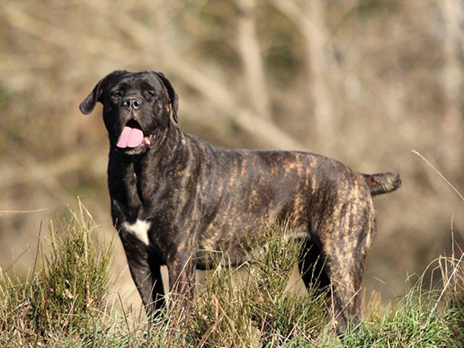Le cane corso : diffusion et actualités | Société Centrale Canine