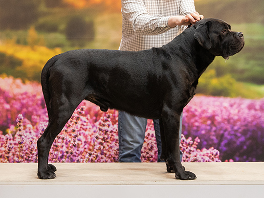 Le cane corso : le standard | Société Centrale Canine