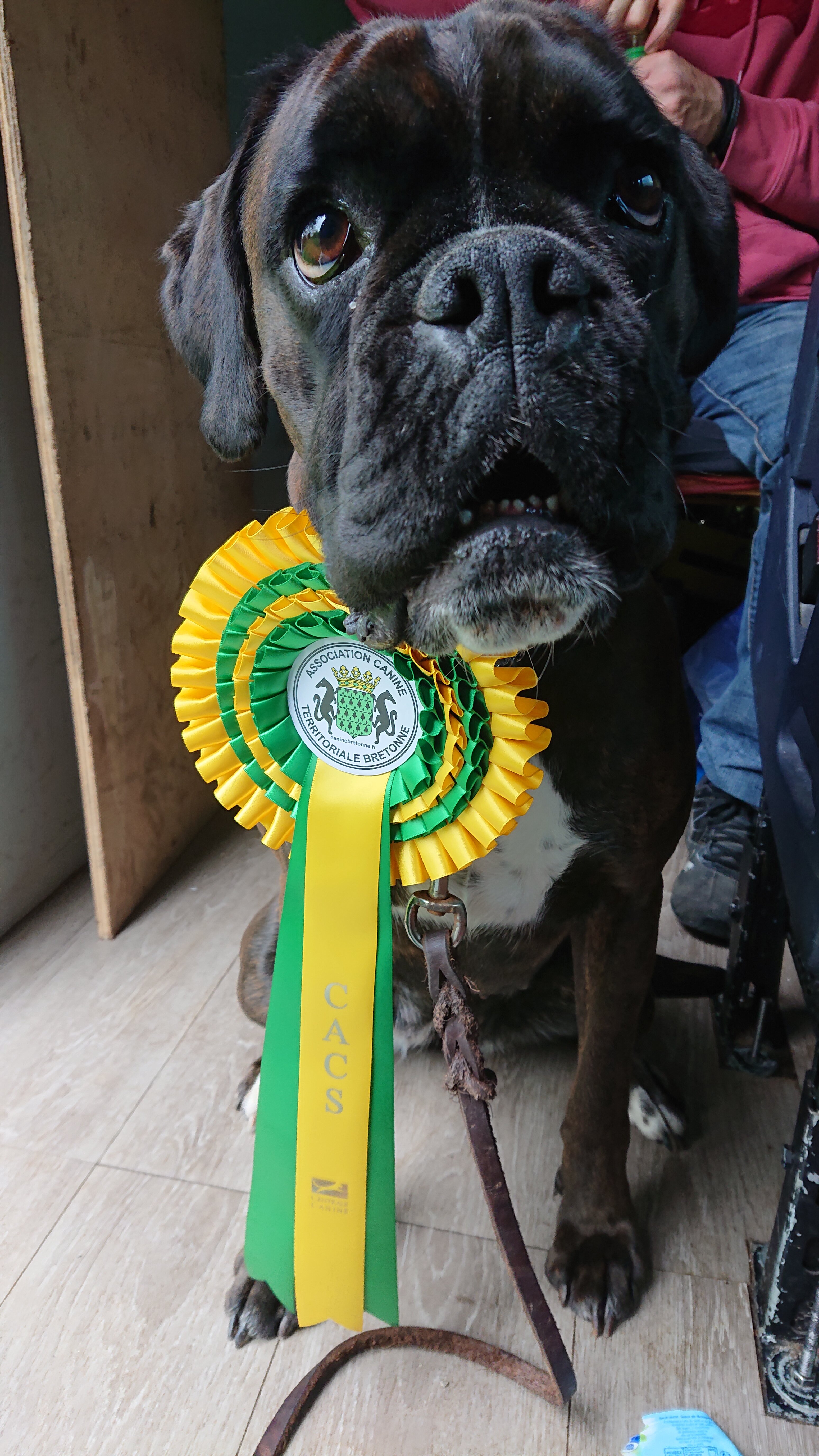 1ère sortie en expo pour Sayane et pour nous | Société Centrale Canine