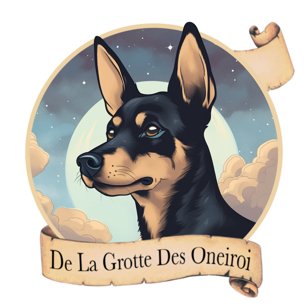 Élevage de Kelpie Australien "De la Grotte des Oneiroi" | Société ...