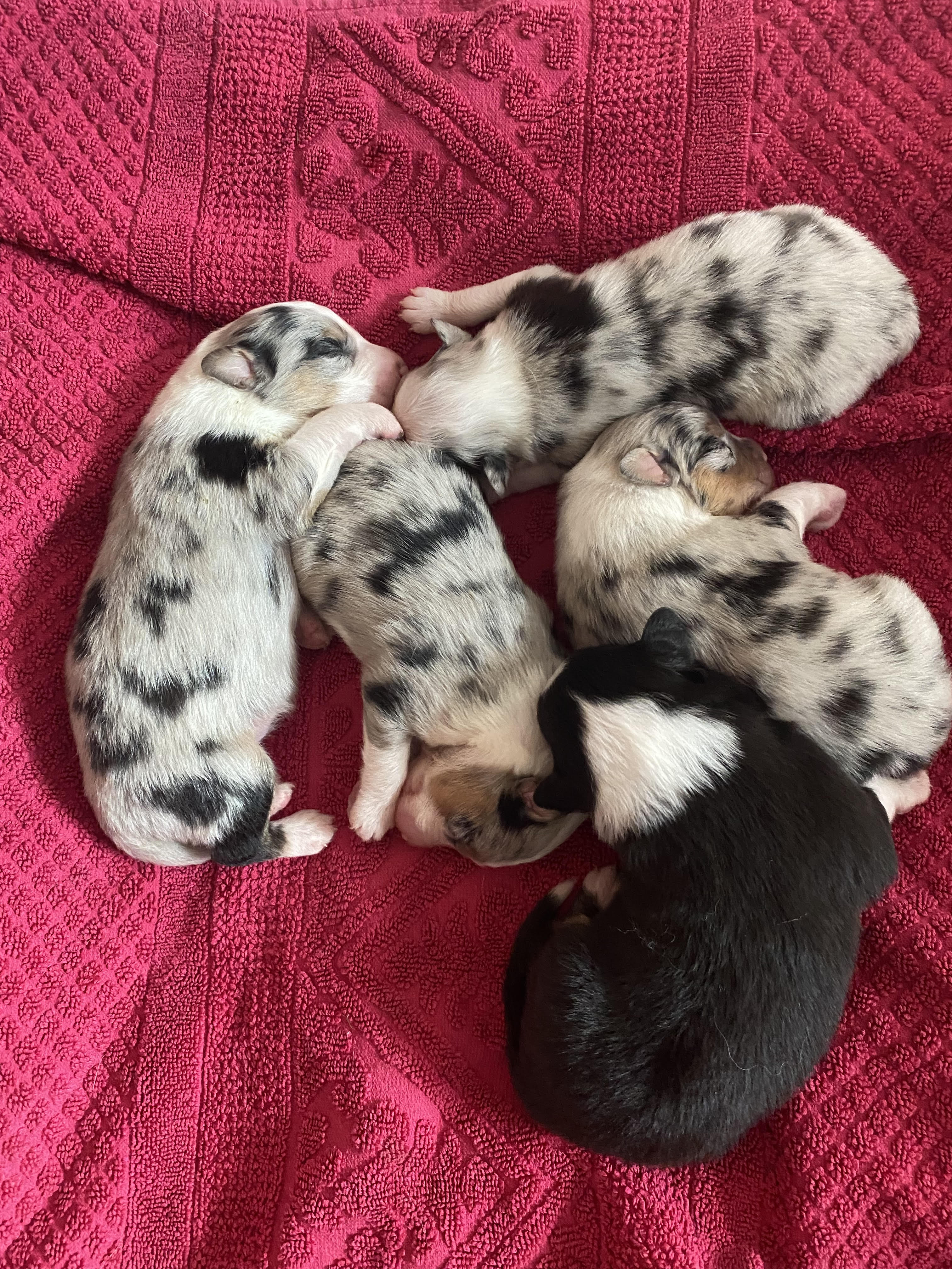 LES CHIOTS SONT TOUS RESERVES | Société Centrale Canine