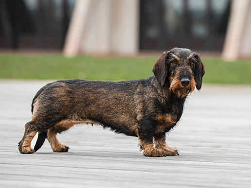 Les teckels : le standard | Société Centrale Canine