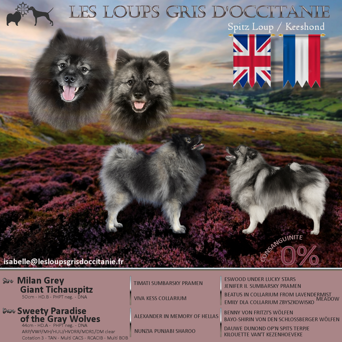 Portée Spitz Loup 2024 : plus de détails | DES LOUPS GRIS D'OCCITANIE