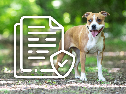 Les catégories de chiens | Société Centrale Canine