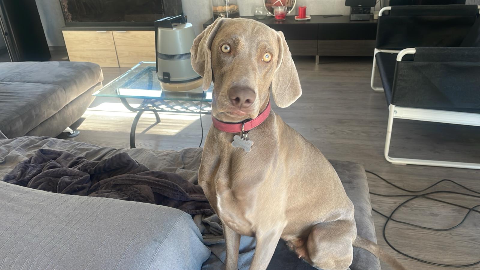 Chien-8250068-250269591066904-TRA TE E IL MARE | Société Centrale Canine