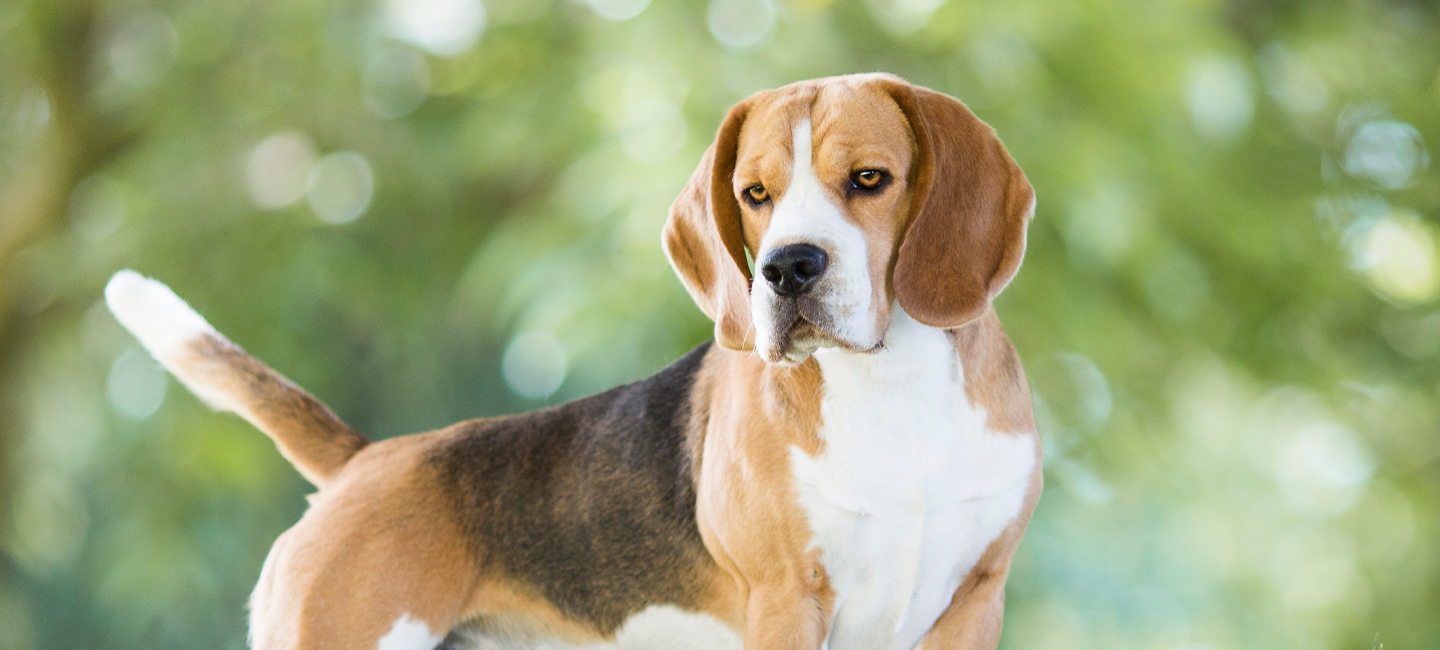 Le beagle | Société Centrale Canine