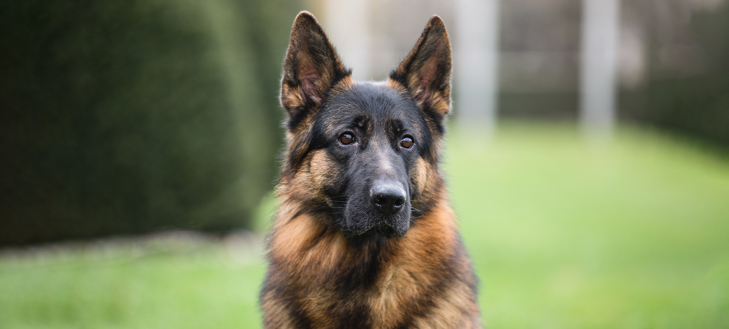Le berger allemand | Société Centrale Canine