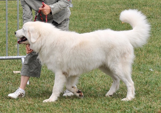 Berger Polonais de Podhale - Tatras | Société Centrale Canine