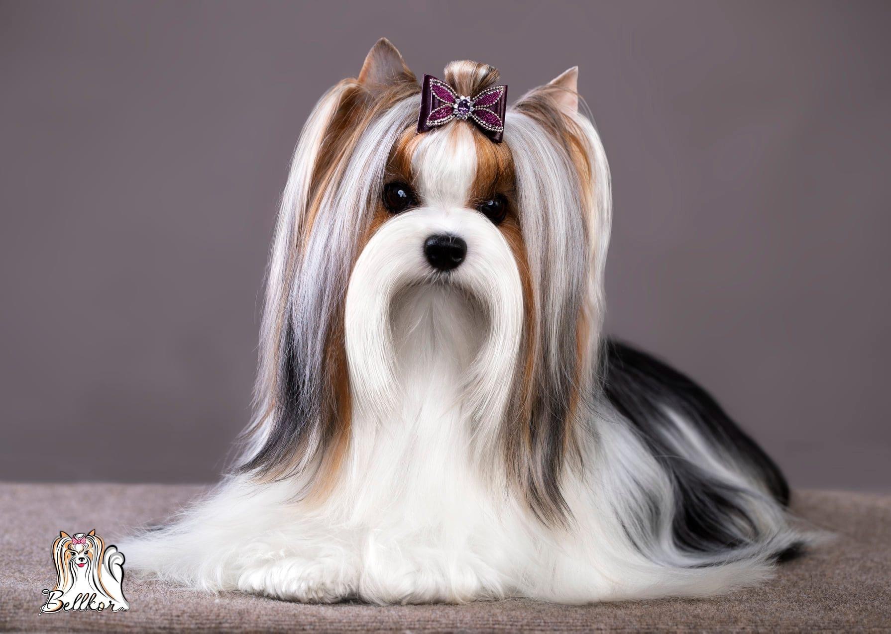 LE BIEWER TERRIER | Société Centrale Canine