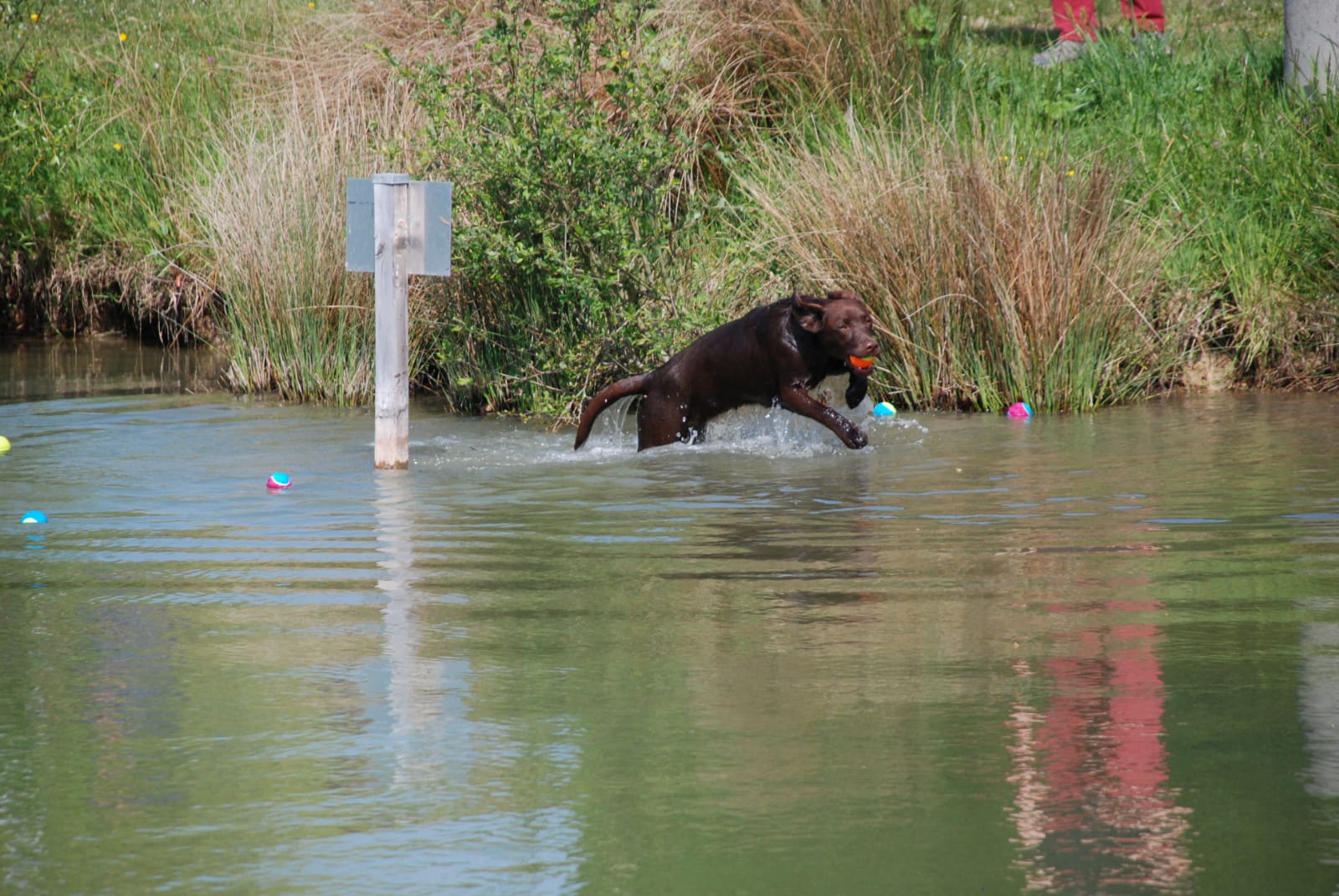 les Retriever Games | Société Centrale Canine
