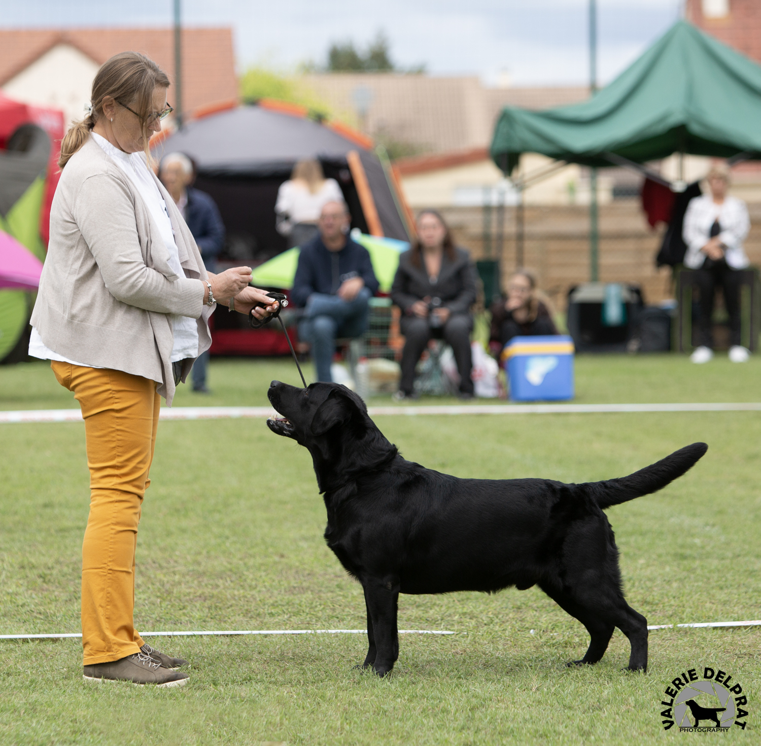 La grille de sélection du Labrador Retriever | Société Centrale Canine