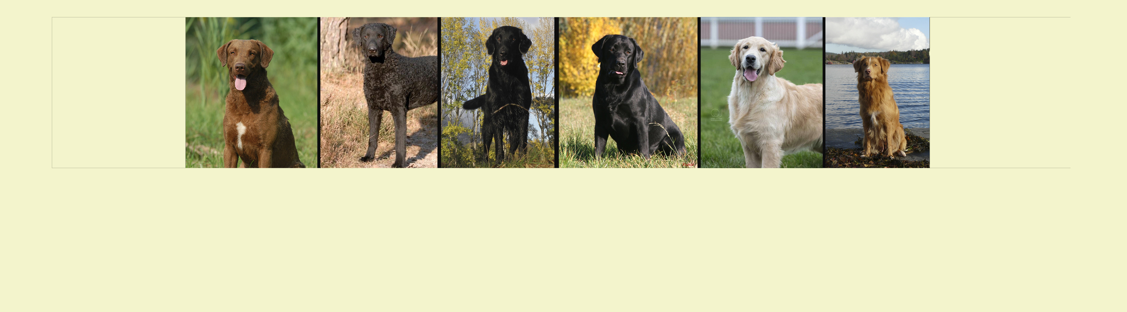 Retriever Club de France