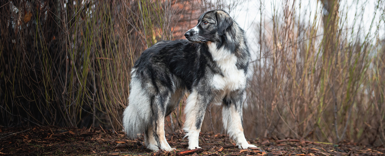 Chien de berger roumain des carpathes | Société Centrale Canine