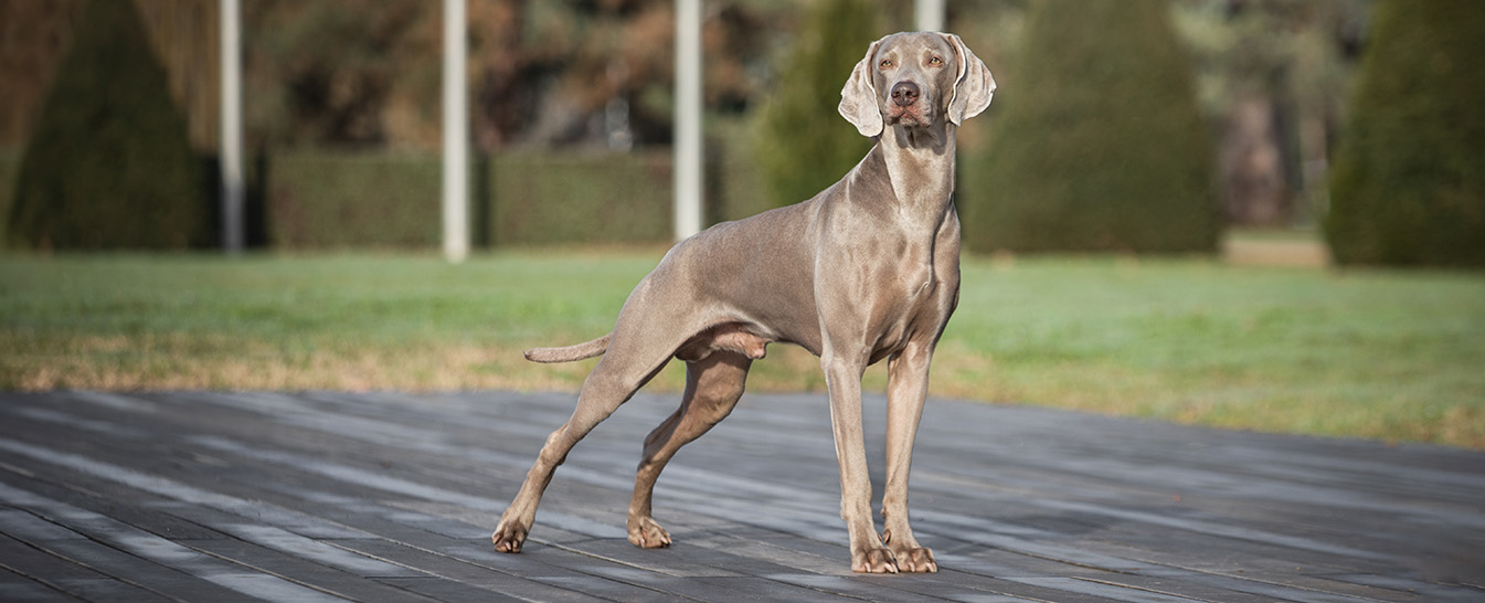 Braque de Weimar | Le weimar à poil court ou long est une race de chien ...