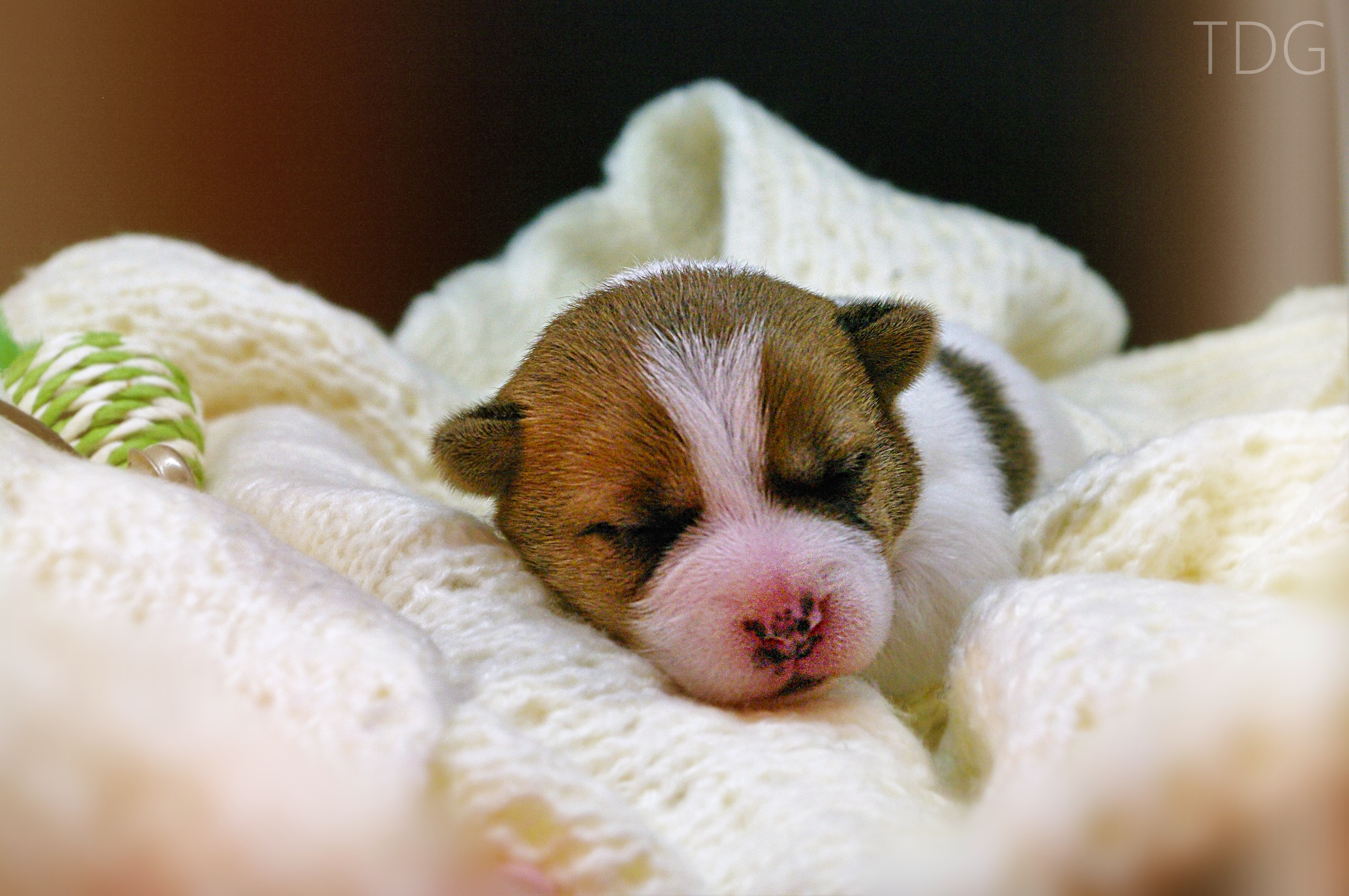 Nos futures Naissances HIVER 2025 | Société Centrale Canine