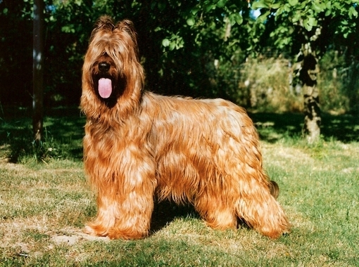 Chien-72195-XPB794-OLGA BLONDE | Société Centrale Canine