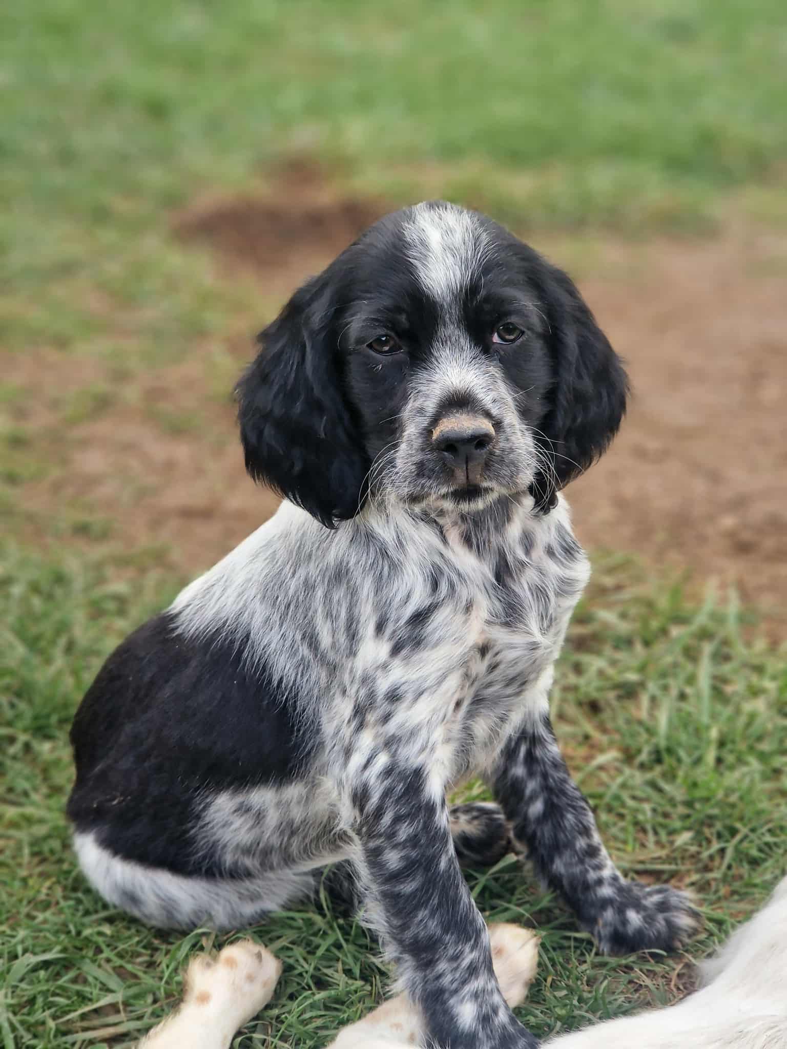 Chien-8964001-250269611423193-ANIS | Société Centrale Canine