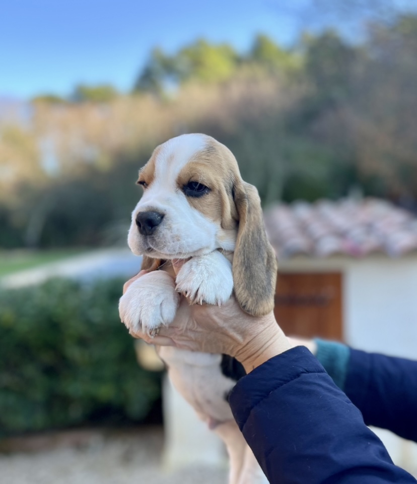 Chien-8981709-250269611422438-AWAI | Société Centrale Canine