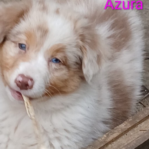 Chien-8989684-250269592292802-AZURA DO AGAIN | Société Centrale Canine