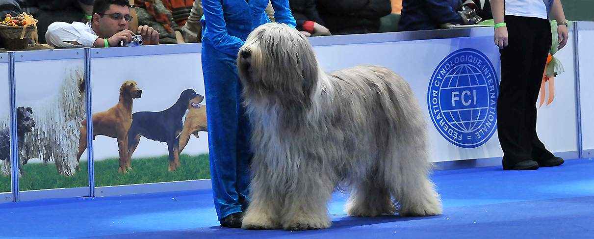 Berger de russie meridionale | Société Centrale Canine