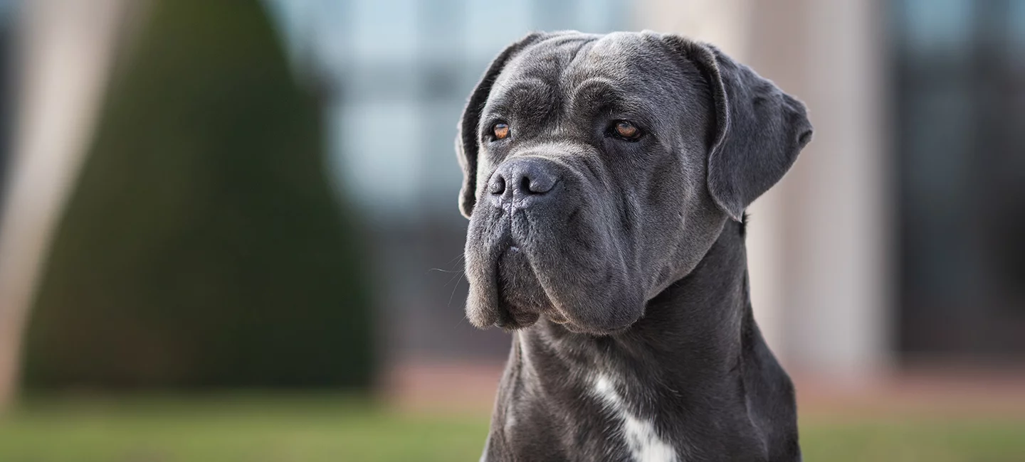 cane corso bleu