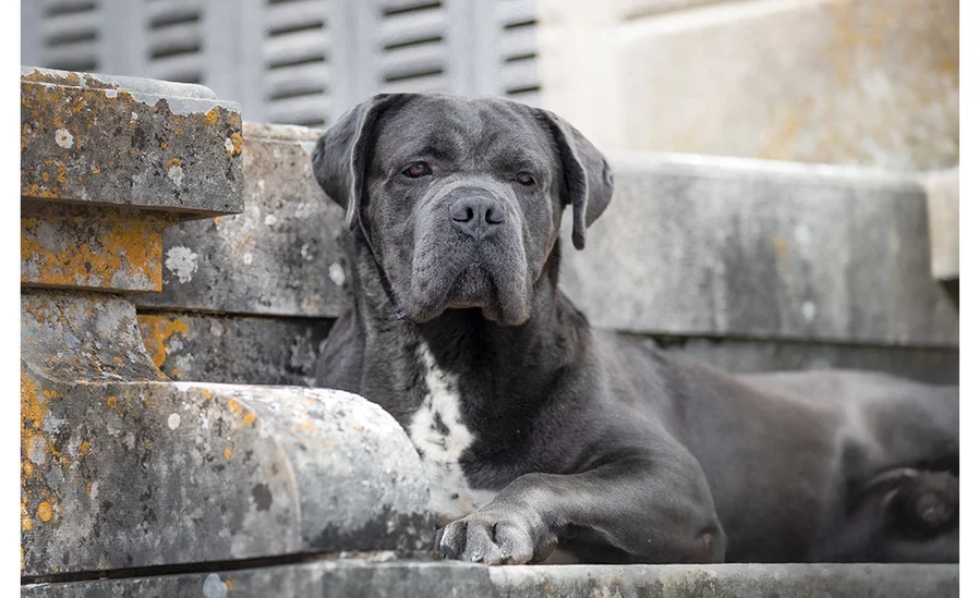 cane corso bleu